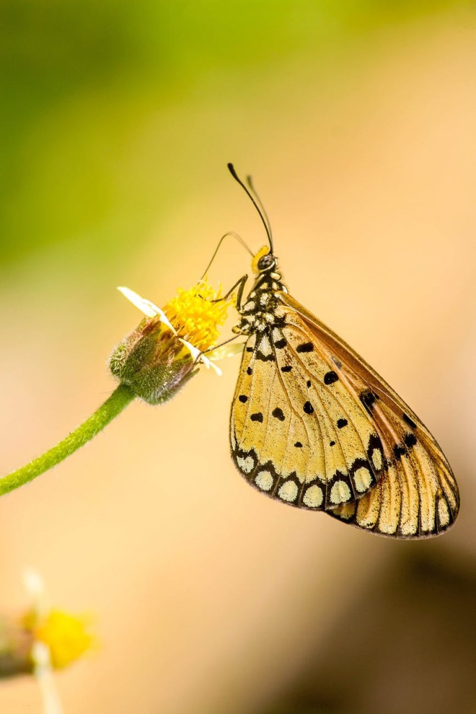 Haiku – flower loves butterfly – Ariel
